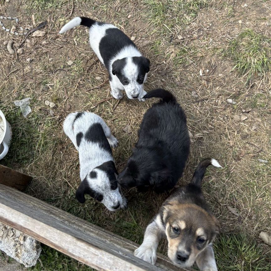 Щенок в добрые руки