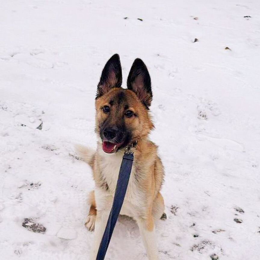 Щенок в добрые руки бесплатно дар