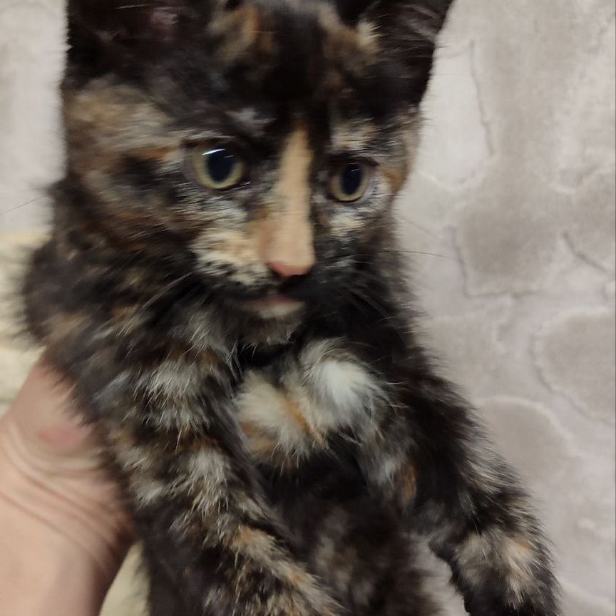 Котятки породы мейнкун