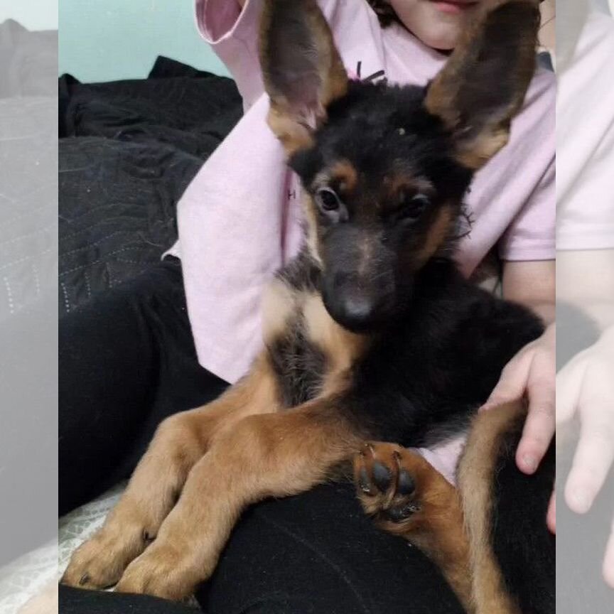 Немецкая овчарка, щенок