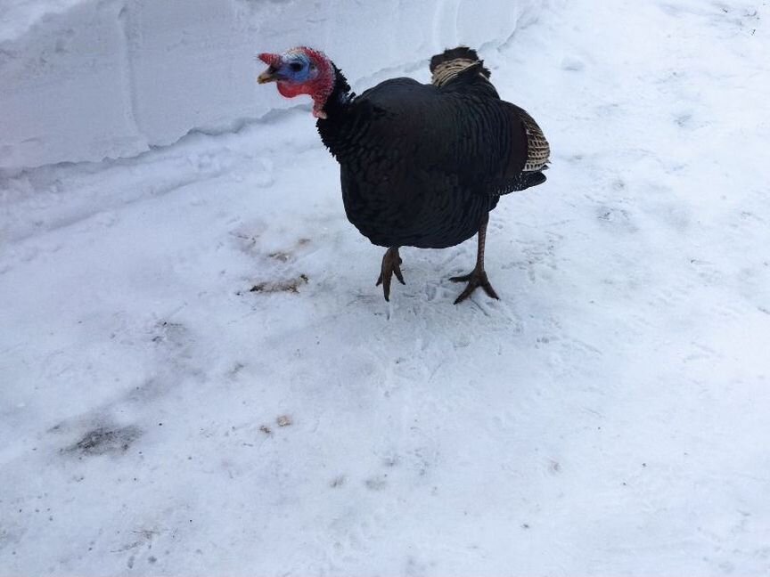 Индюк на племя