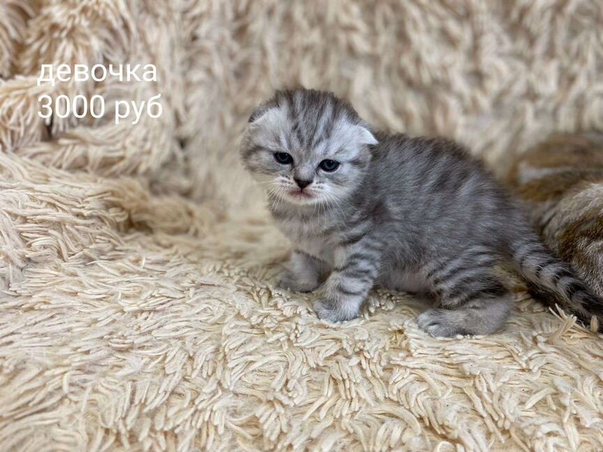 Шотландская вислоухая
