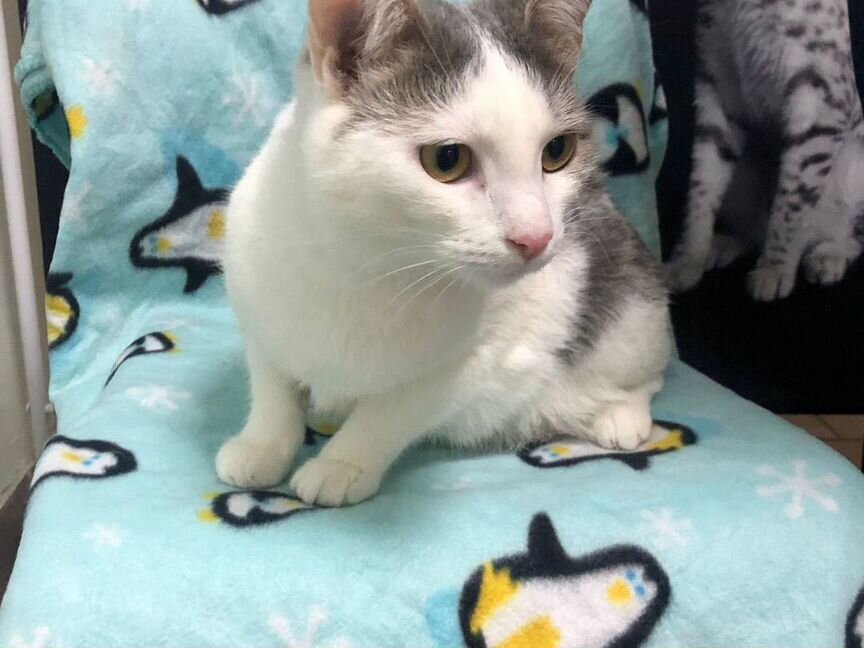 Кошка Машенька в добрые руки
