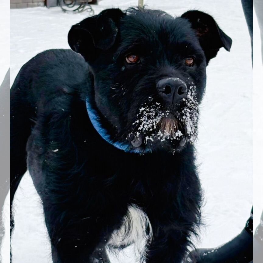 Взрослый пёс в добрые руки