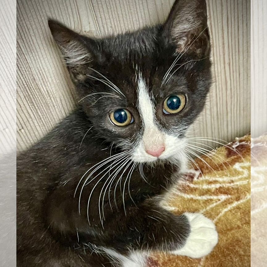 Котёнок в добрые руки