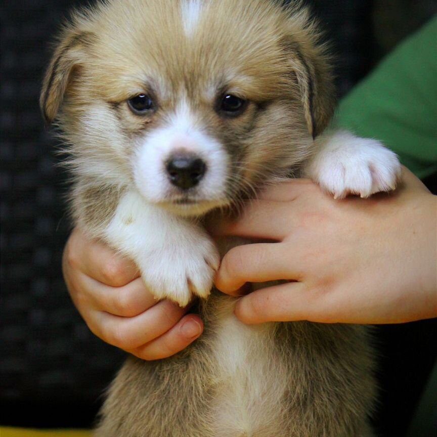Вельш корги пемброк щеночки