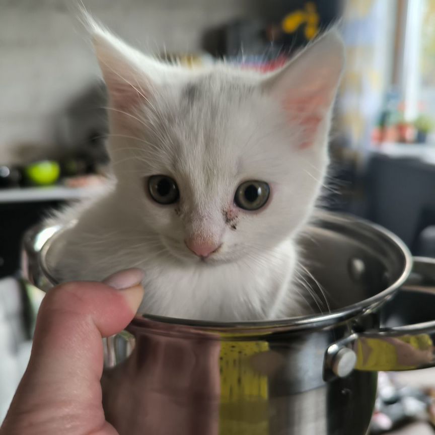 Котик от вислоушки. 2 мес