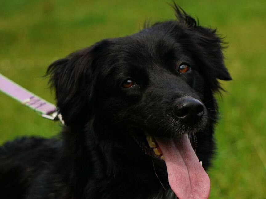 Черная красавица-собака в добрые руки бесплатно