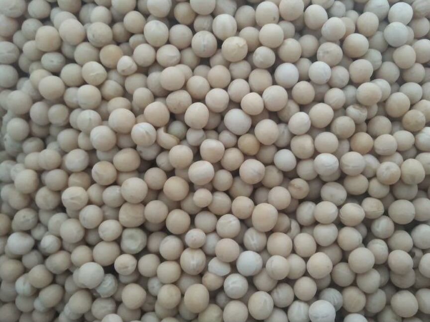 Горох усатый кормовой