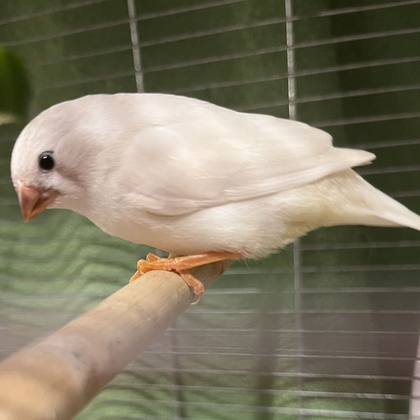 Зебровые амадины