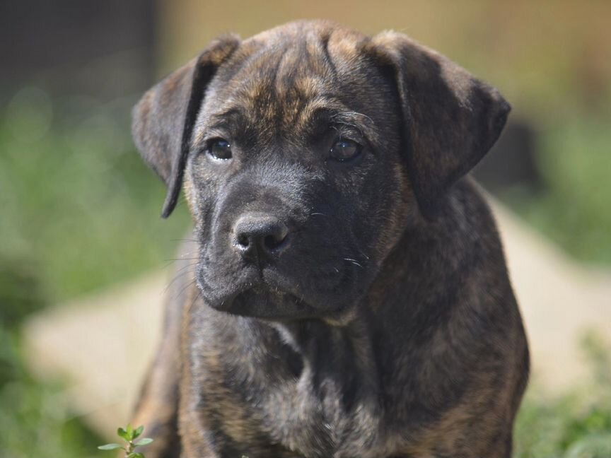 Ка де бо мальчик