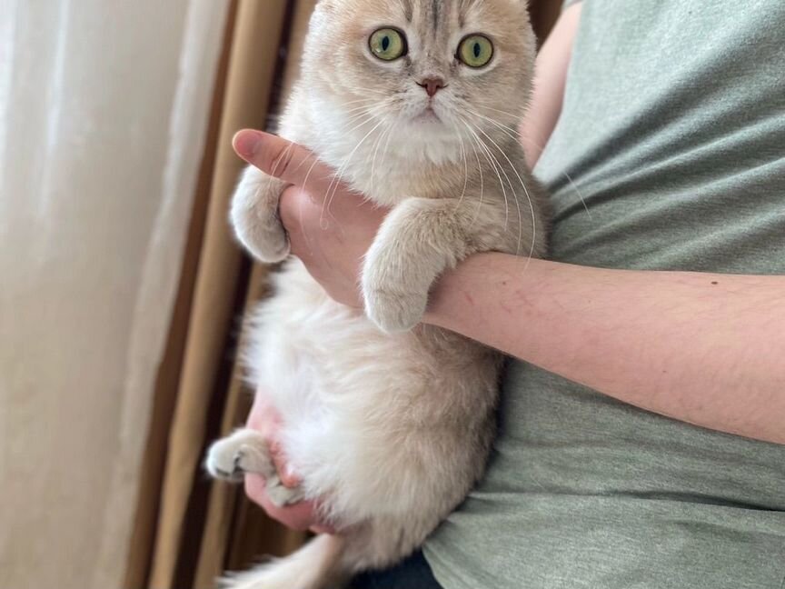 Леди Агата шотландская