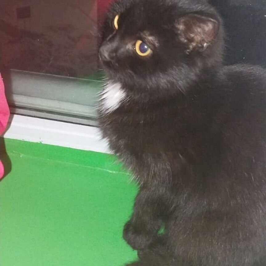 Кошка