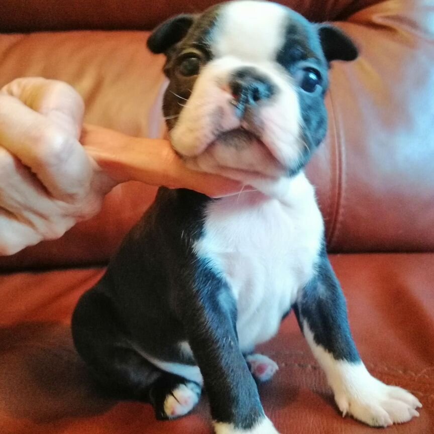 Бостон щенки