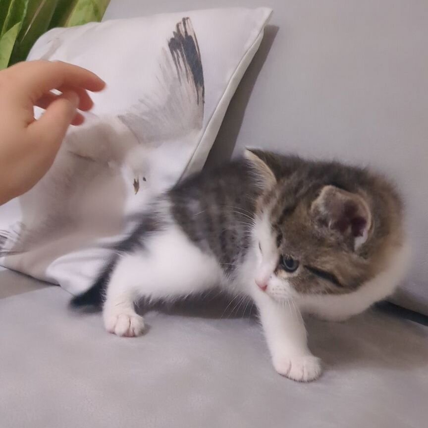 Котенок в добрые руки