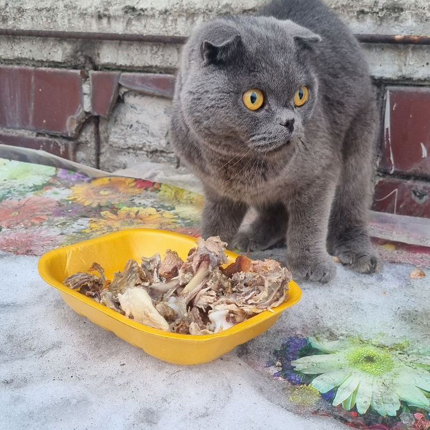 Вислоухая кот или кошечка ищет хозяина
