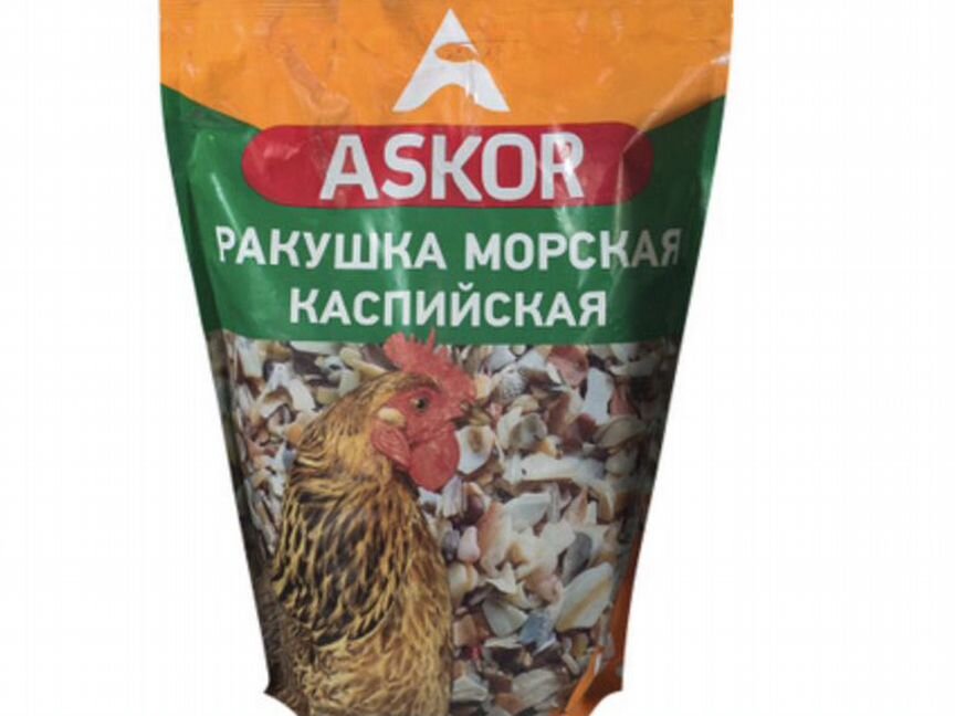 Ракушка морская каспийская