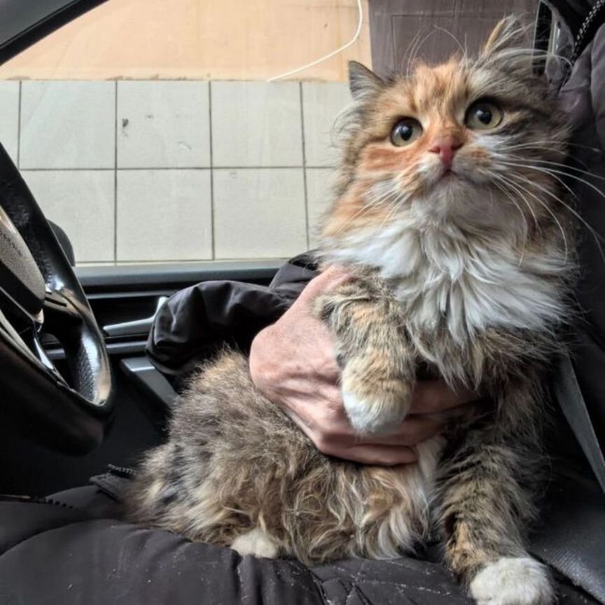 Трехцветная кошечка