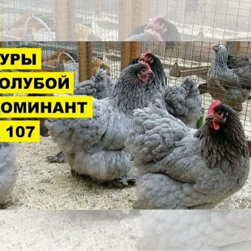 Яйцо инкубационное доминант D107