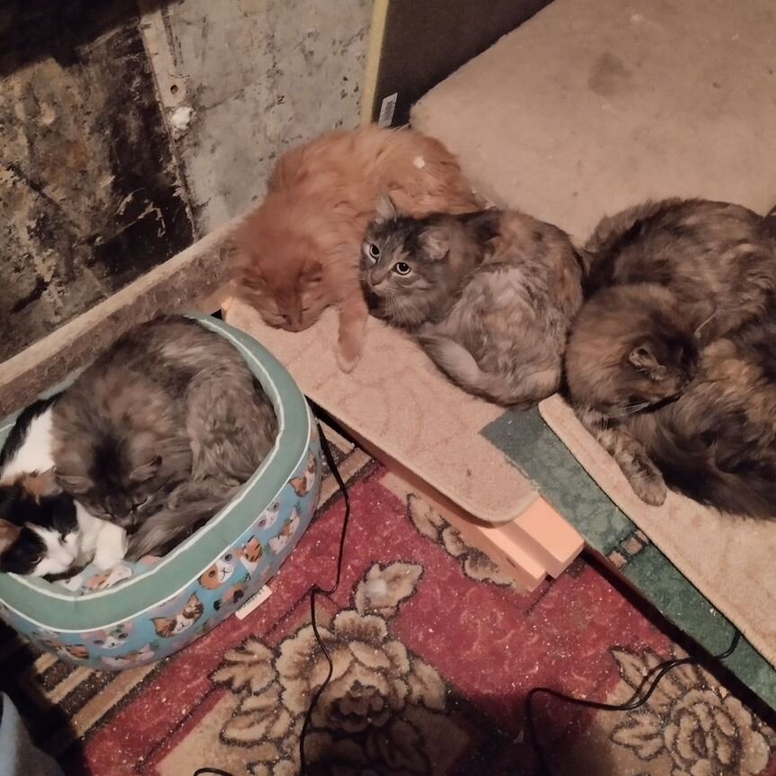Спасённые дважды кошки в добрые руки