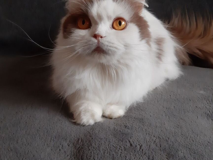 Кошка в дар