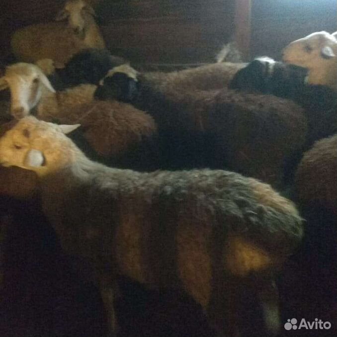 Бараны