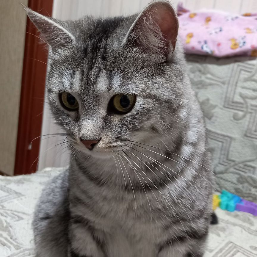 Кошка в добрые и заботливые руки,стерилизована