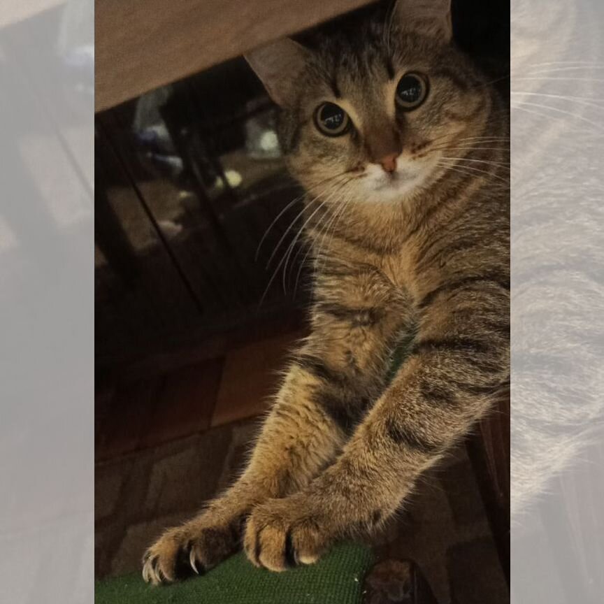 Котёнок в добрые руки