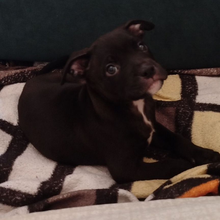 Американский стаффордширский терьер, щенок