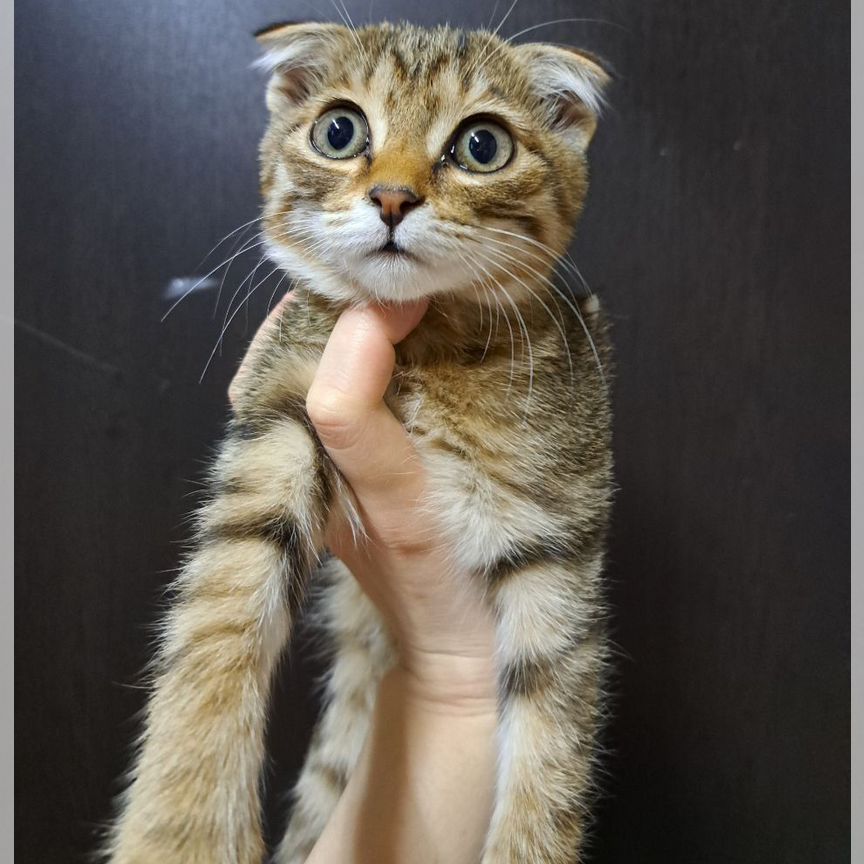 Домашние животные бесплатно кошечка