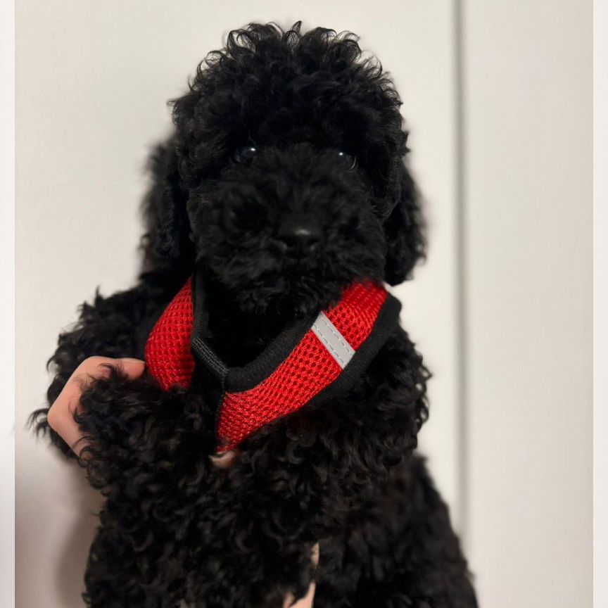 Той-пудель, щенок