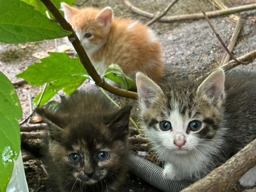 Милые котятки ищут дом