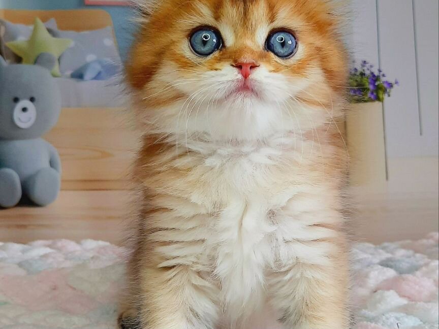 Шотландский золотой малыш