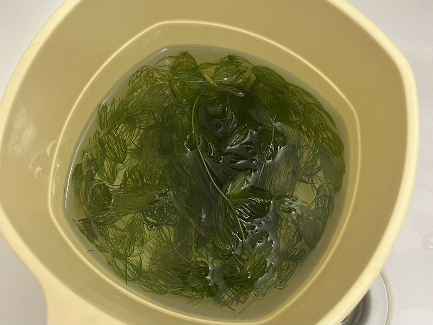 Роголистник прополка аквариум