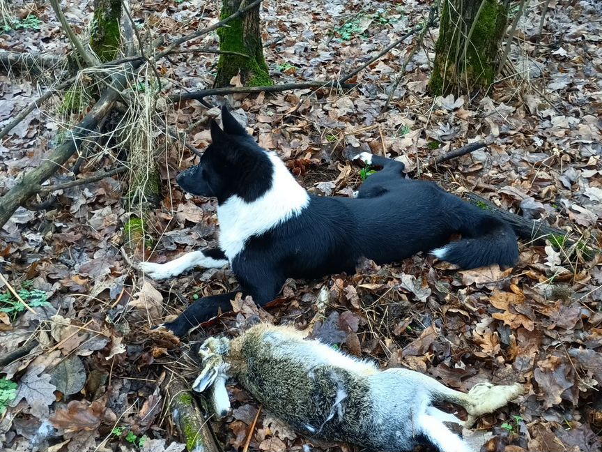 Охотничьи собаки рабочие