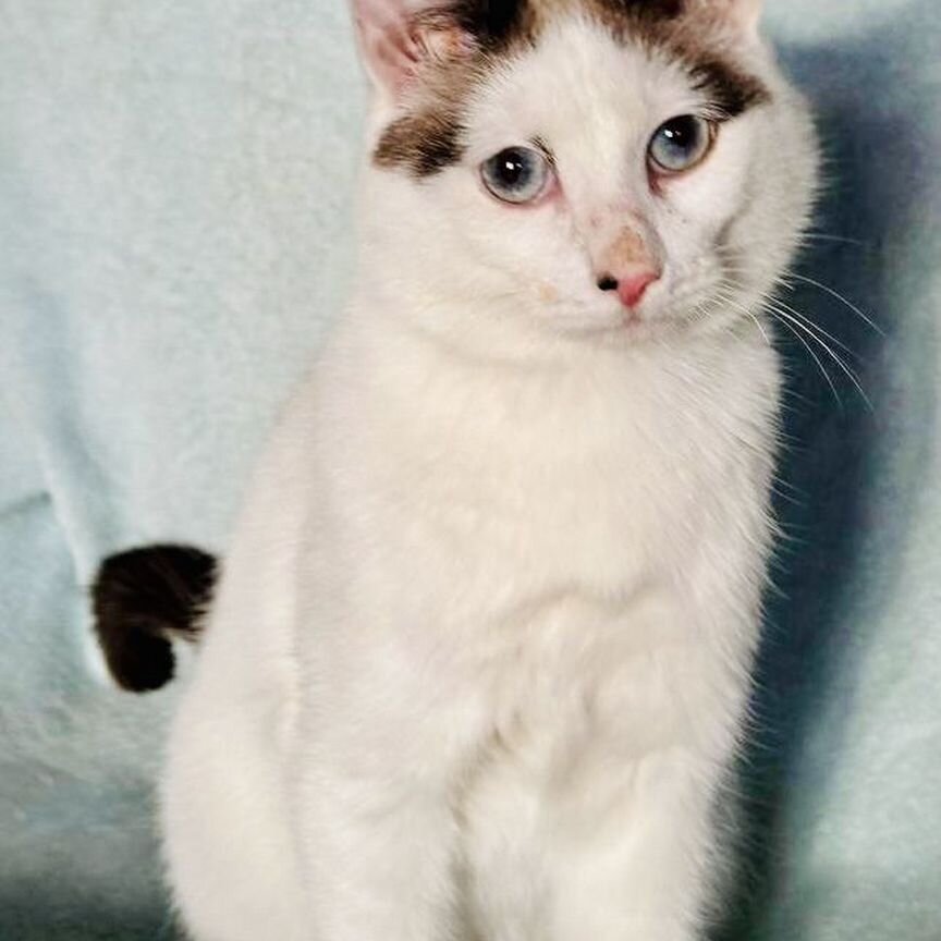 Колорпойнт котёнок