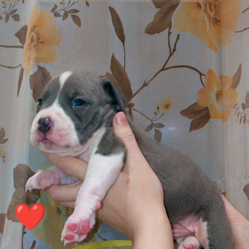 Щенки Стаффордширского терьера