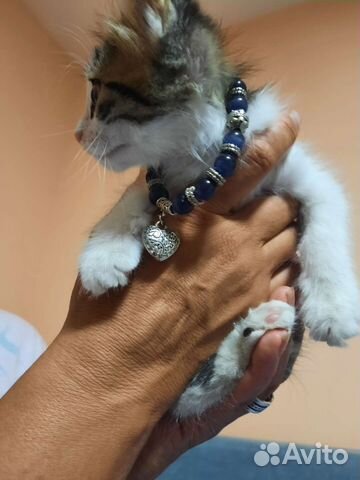 Котенок из Крыма