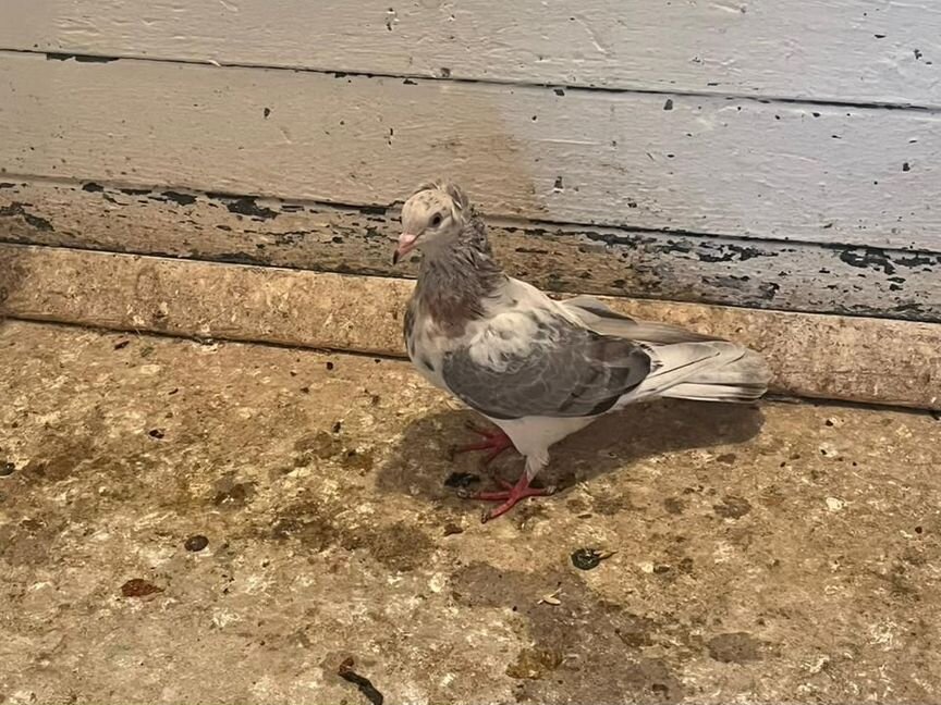 Продажа голубей