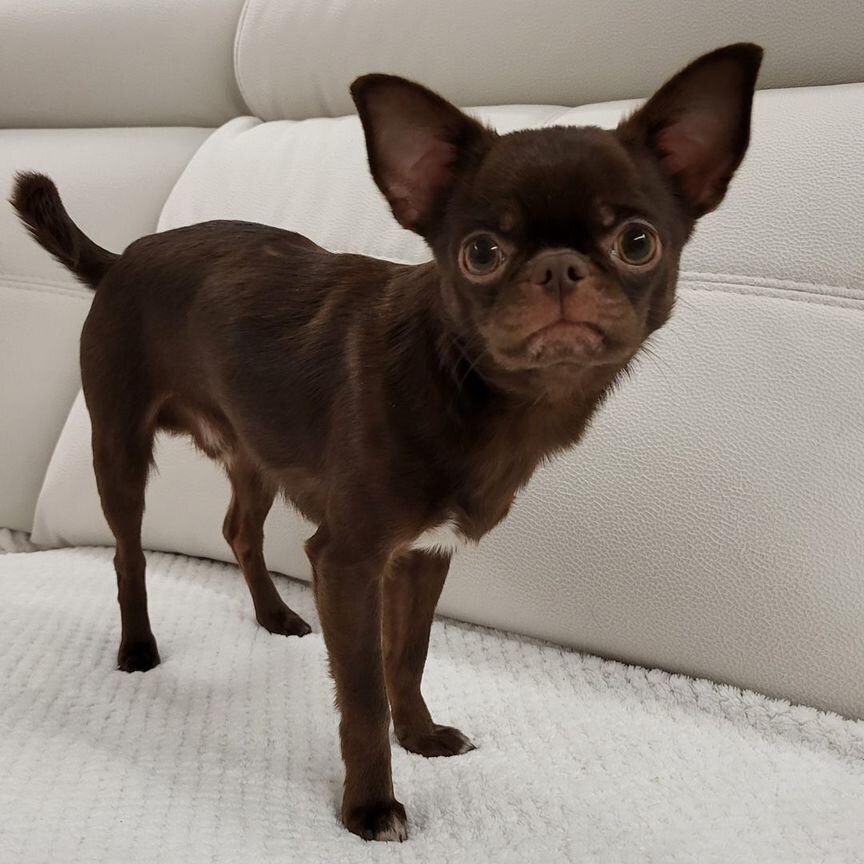 Чихуахуа мини, торг