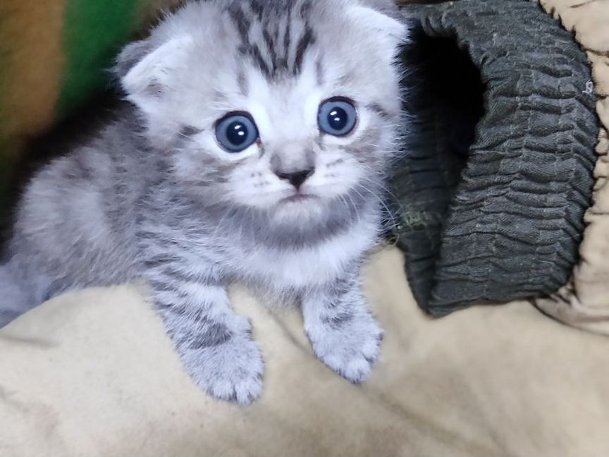 Котята от кошки скотиш фолд