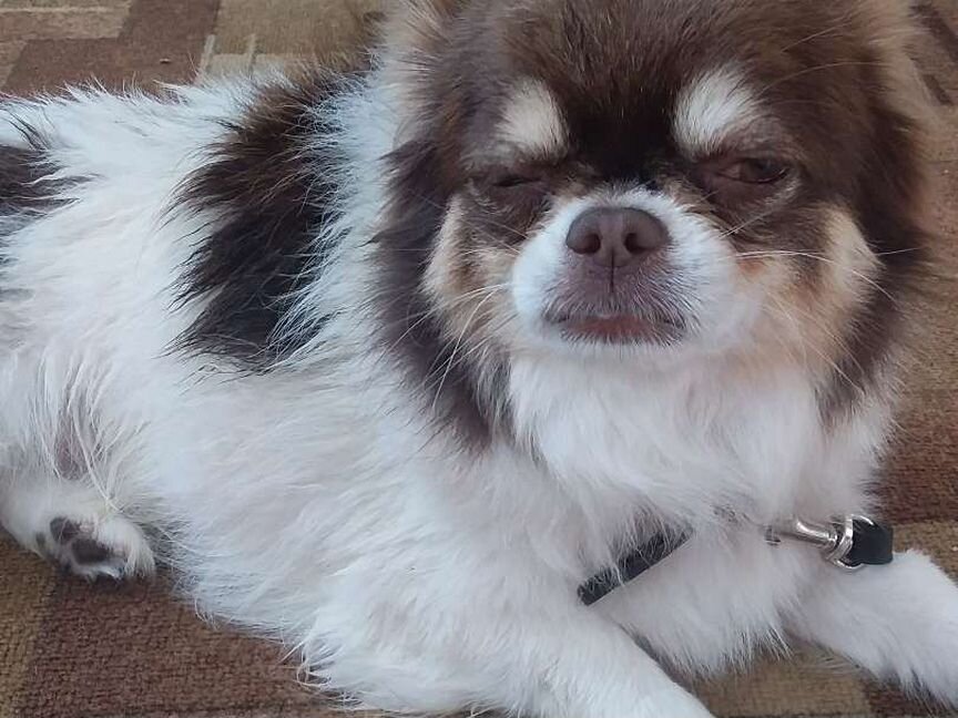 Чихуахуа вязка