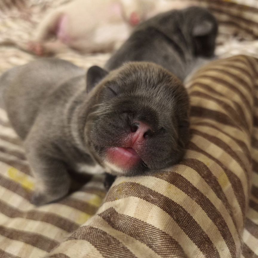 Французский бульдог, щенок