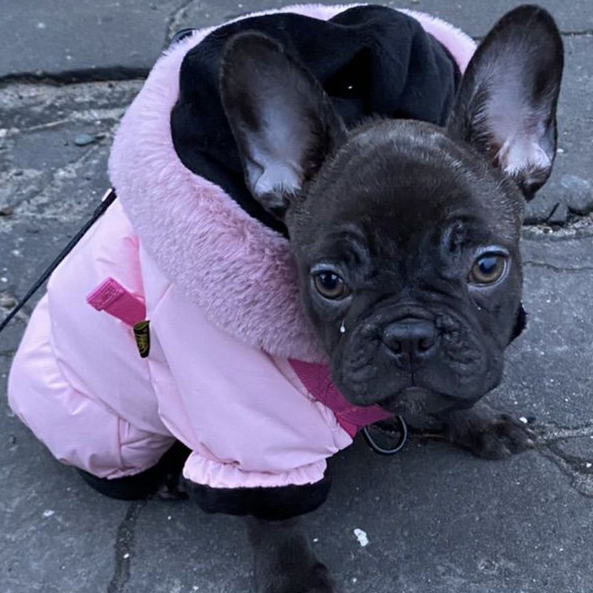 Конбензон для собак