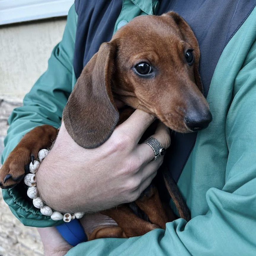 Такса щенок ищет дом, ему 3 мес