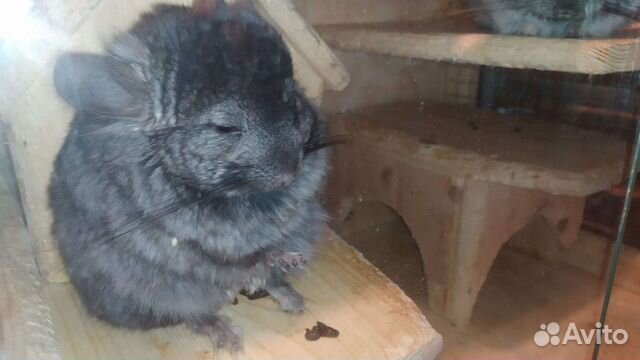 Шиншилла Ангора эбони. 8 месяцев