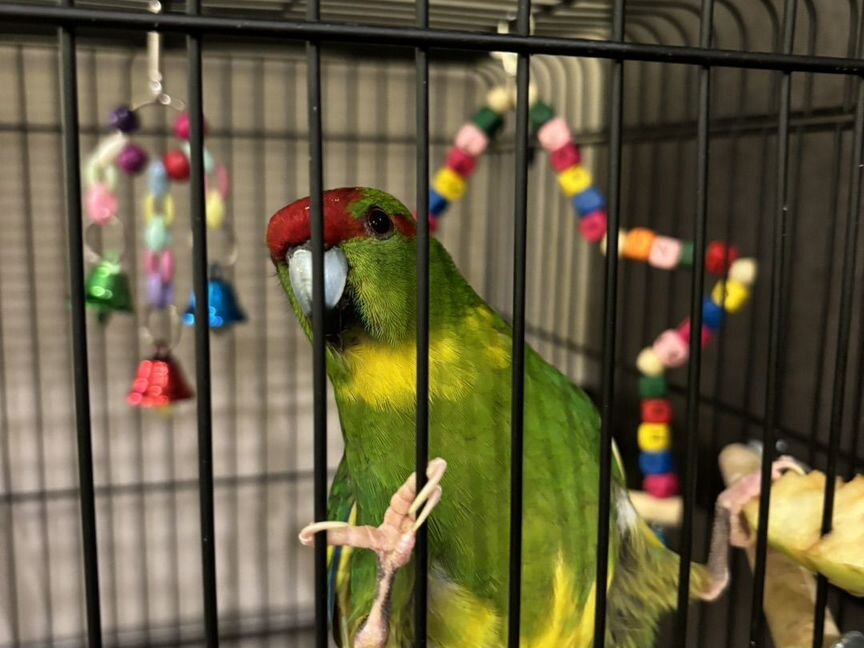 Попугай какарик мальчик ручной )