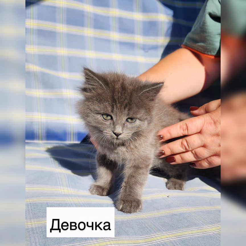 Котята в добрые руки бесплатно
