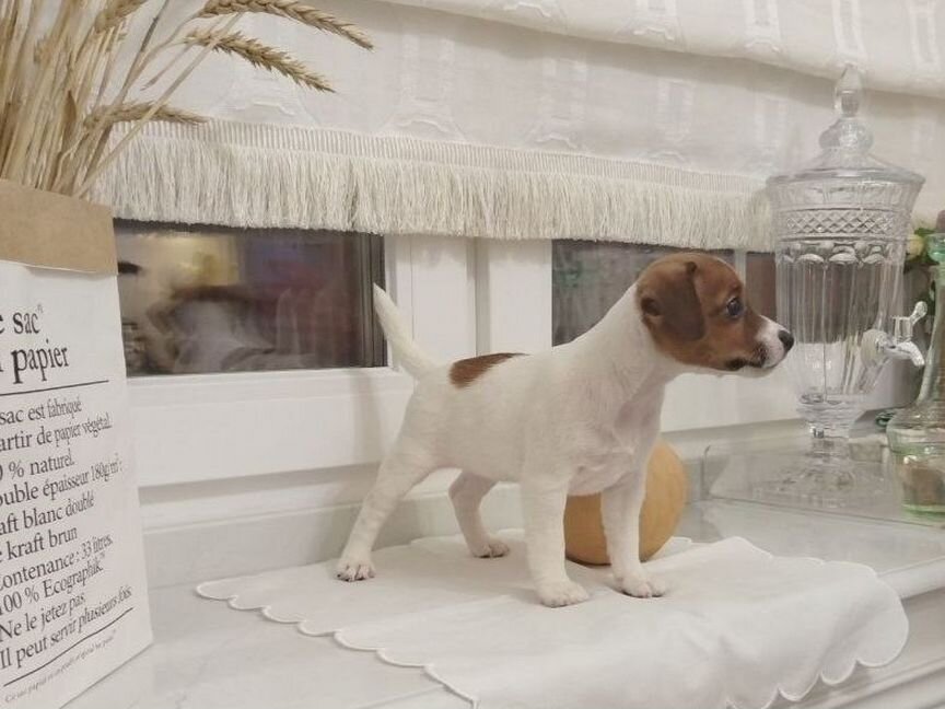 Малышка Джек Рассел терьер