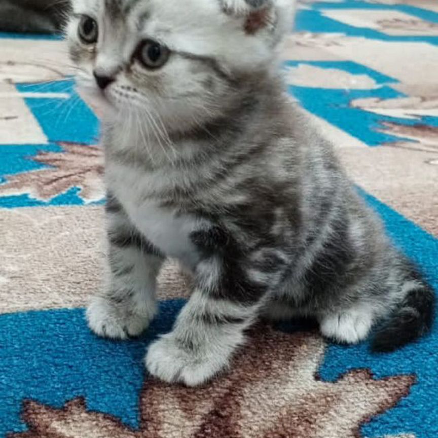 Шотландский мальчик